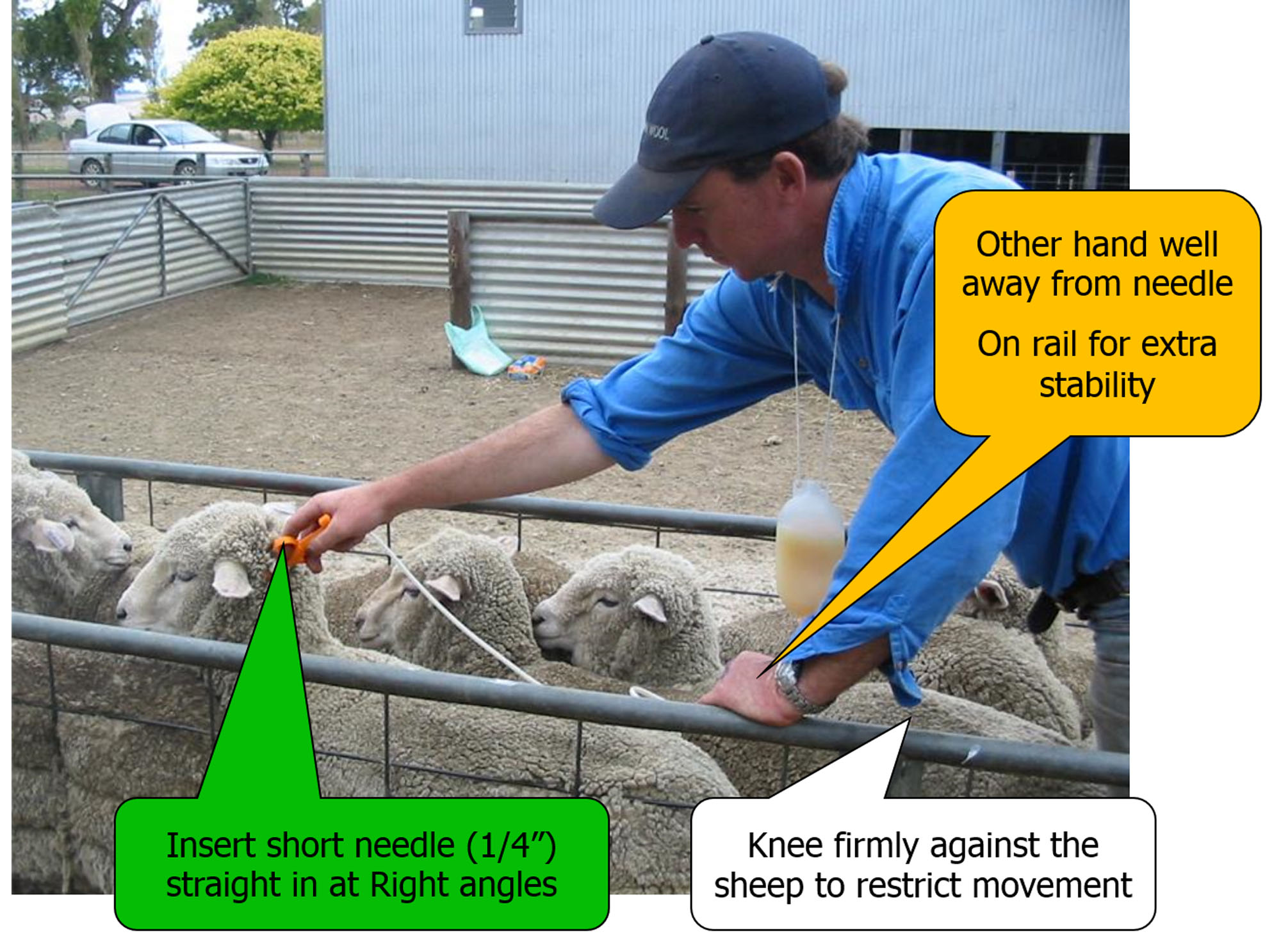 Farmer Needlestick Injuries – Risk & Recommended Treatment | National Centre for Farmer Health