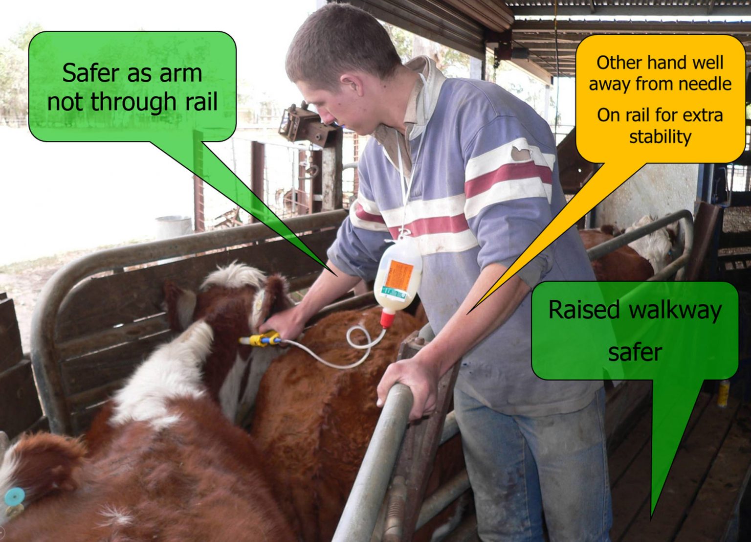 Farmer Needlestick Injuries – Risk & Recommended Treatment | National Centre for Farmer Health