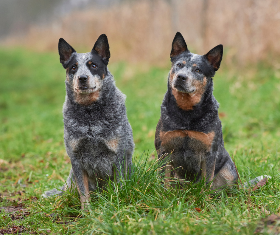 Free Workshop for Farmers and Working Dogs | National Centre for Farmer ...
